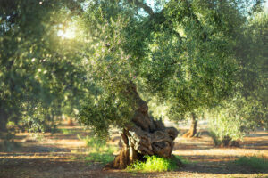 Olive tree: What is it, characteristics and care - La Almazara