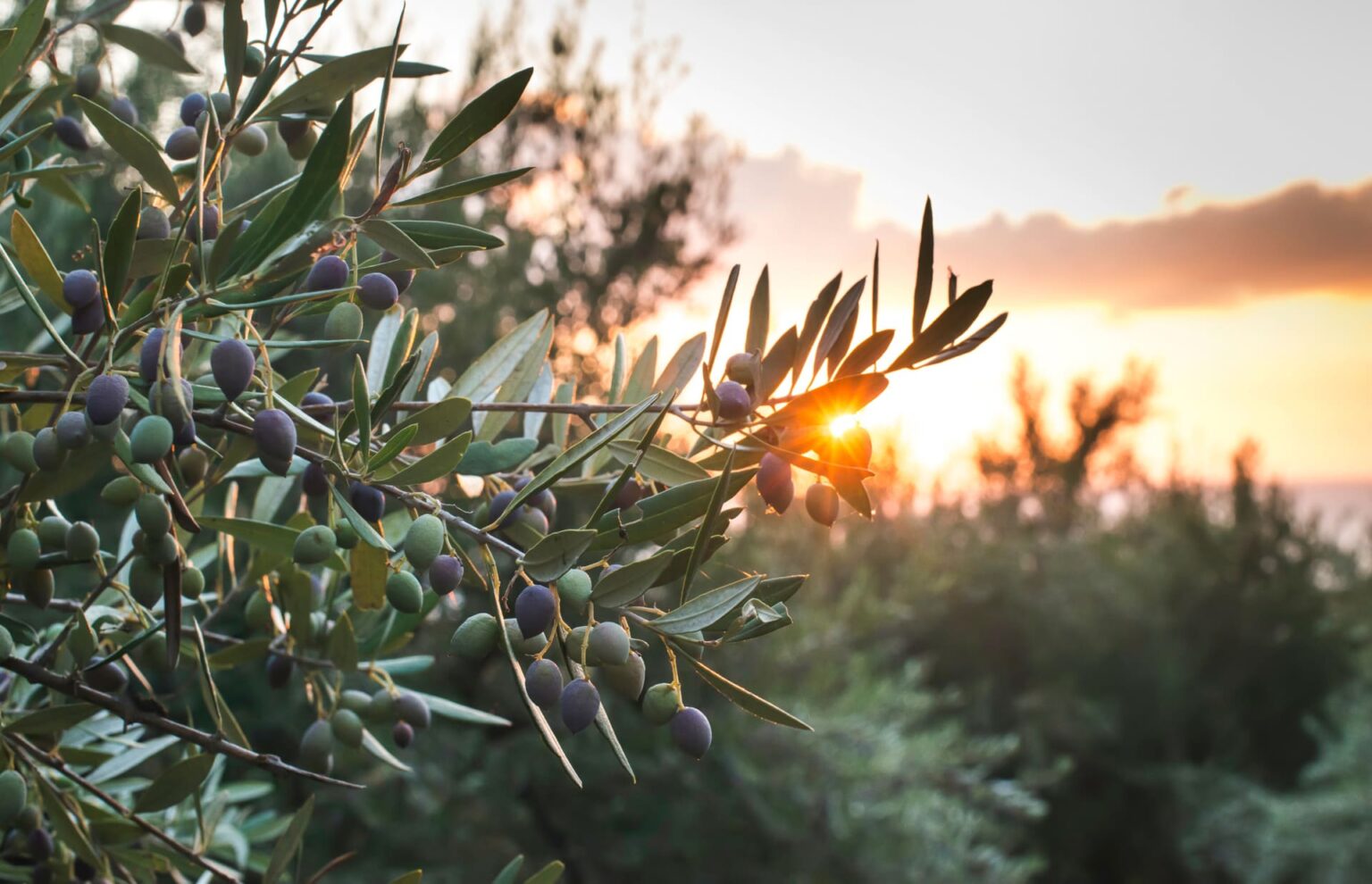 Olive tree: What is it, characteristics and care - La Almazara