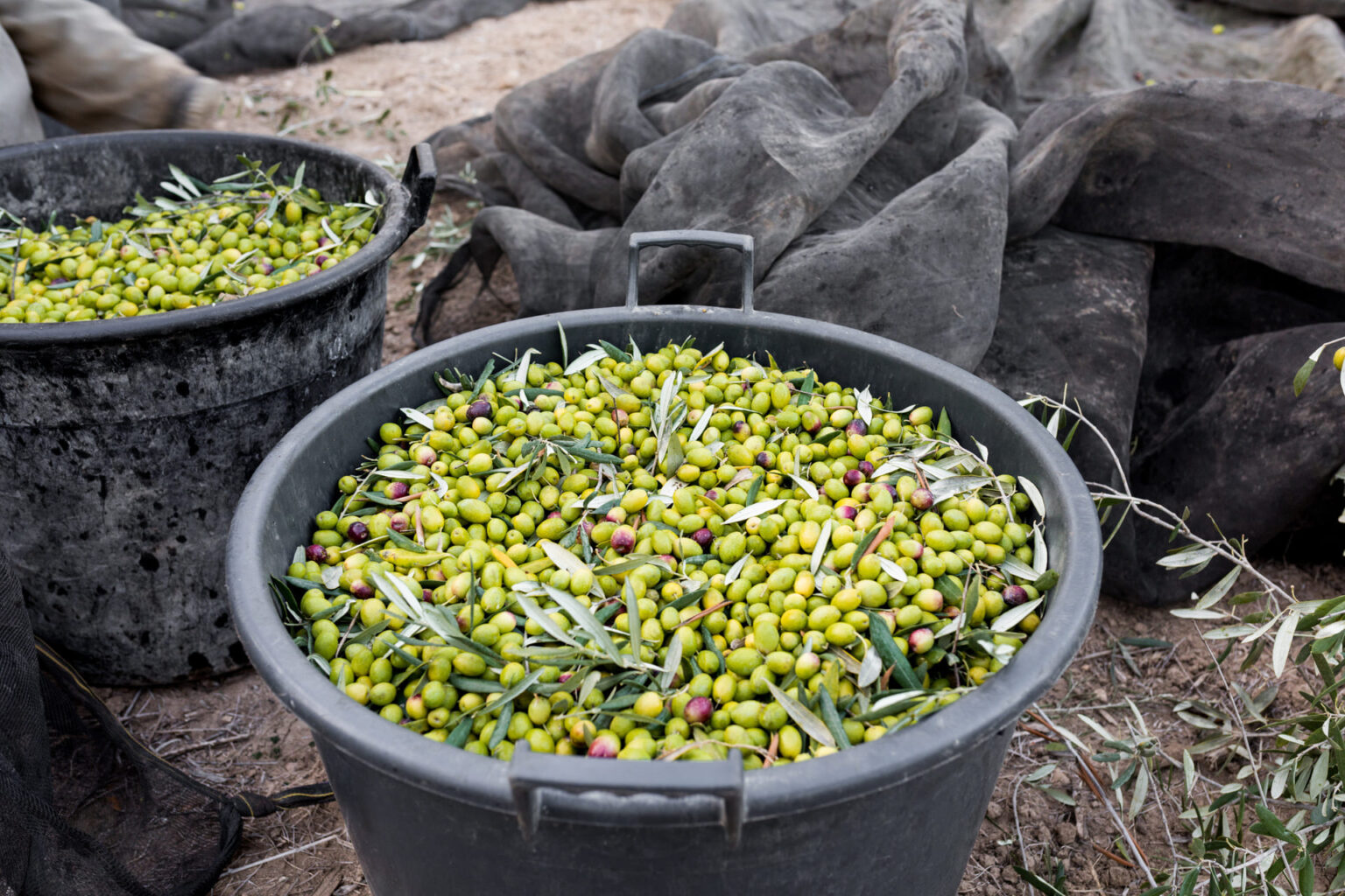 How many kilos of olives are needed for one liter of oil? - La Almazara